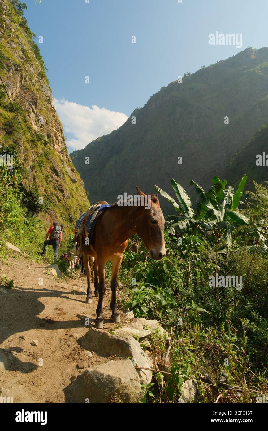 Donkeys transporting goods on Himalayan trekking trail, Nepal Stock ...