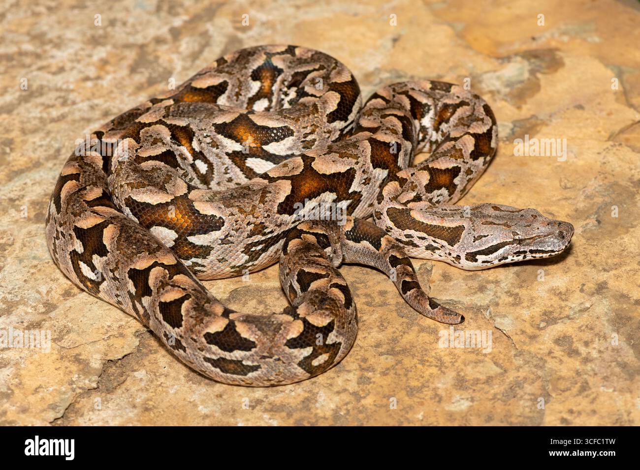 A beautiful Dumeril's boa (Acrantophis dumerili), coiled on a large ...