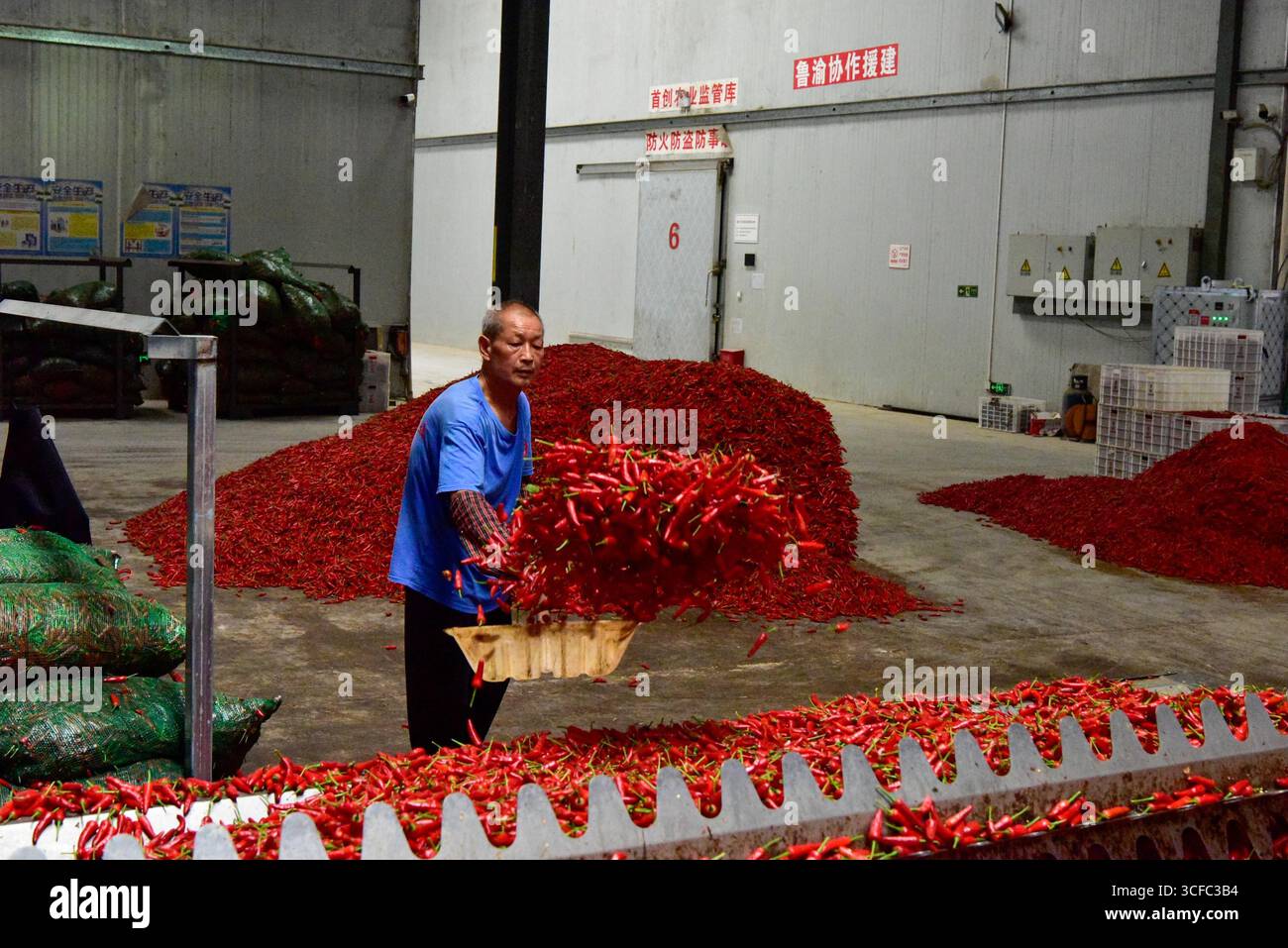 Workers dry chili peppers at a factory in Youyang County, Chongqing ...