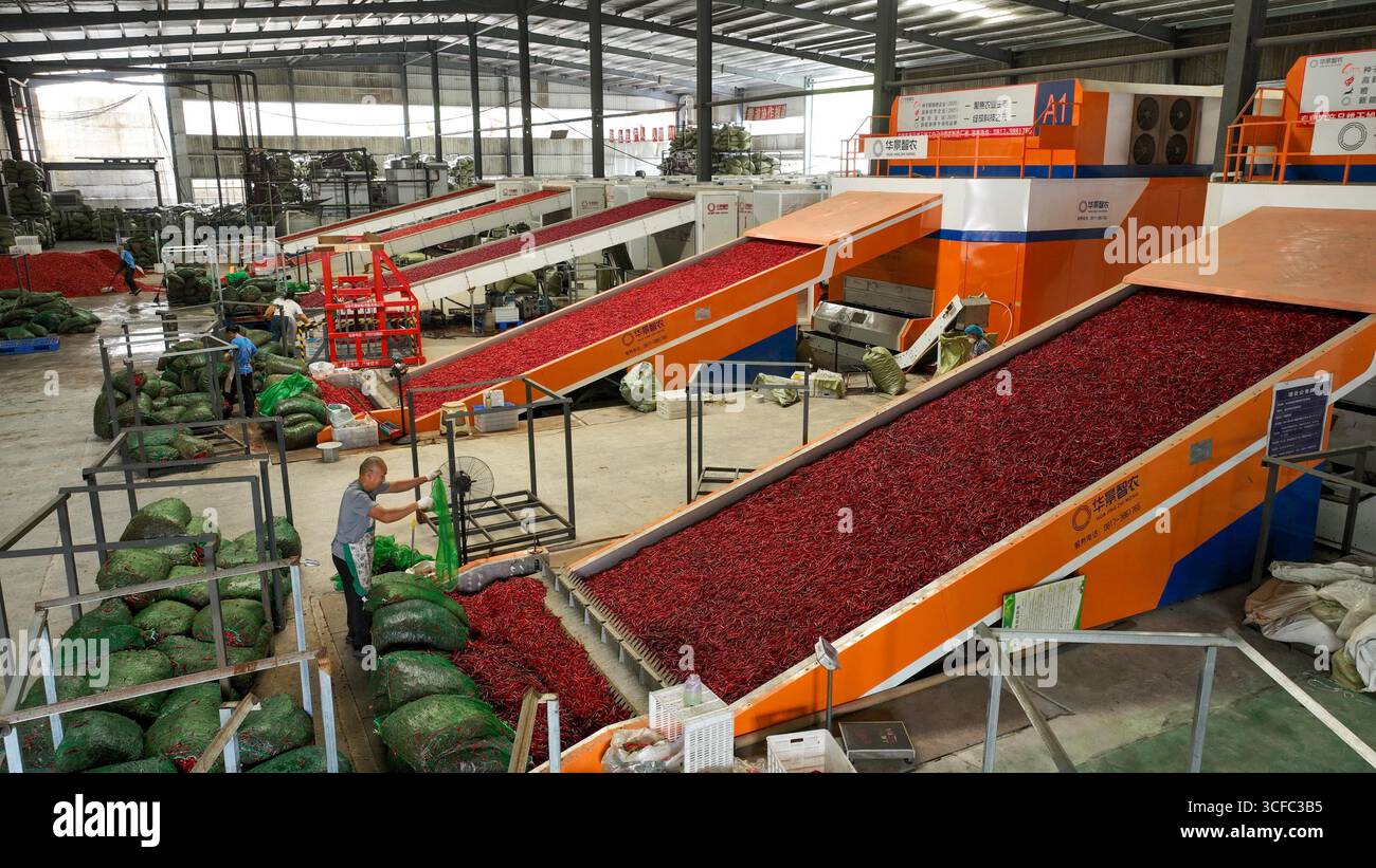 Workers dry chili peppers at a factory in Youyang County, Chongqing ...