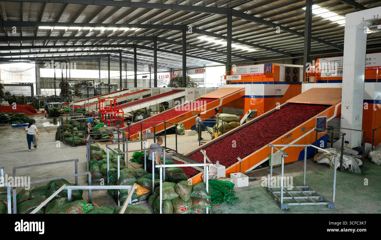 Workers dry chili peppers at a factory in Youyang County, Chongqing ...