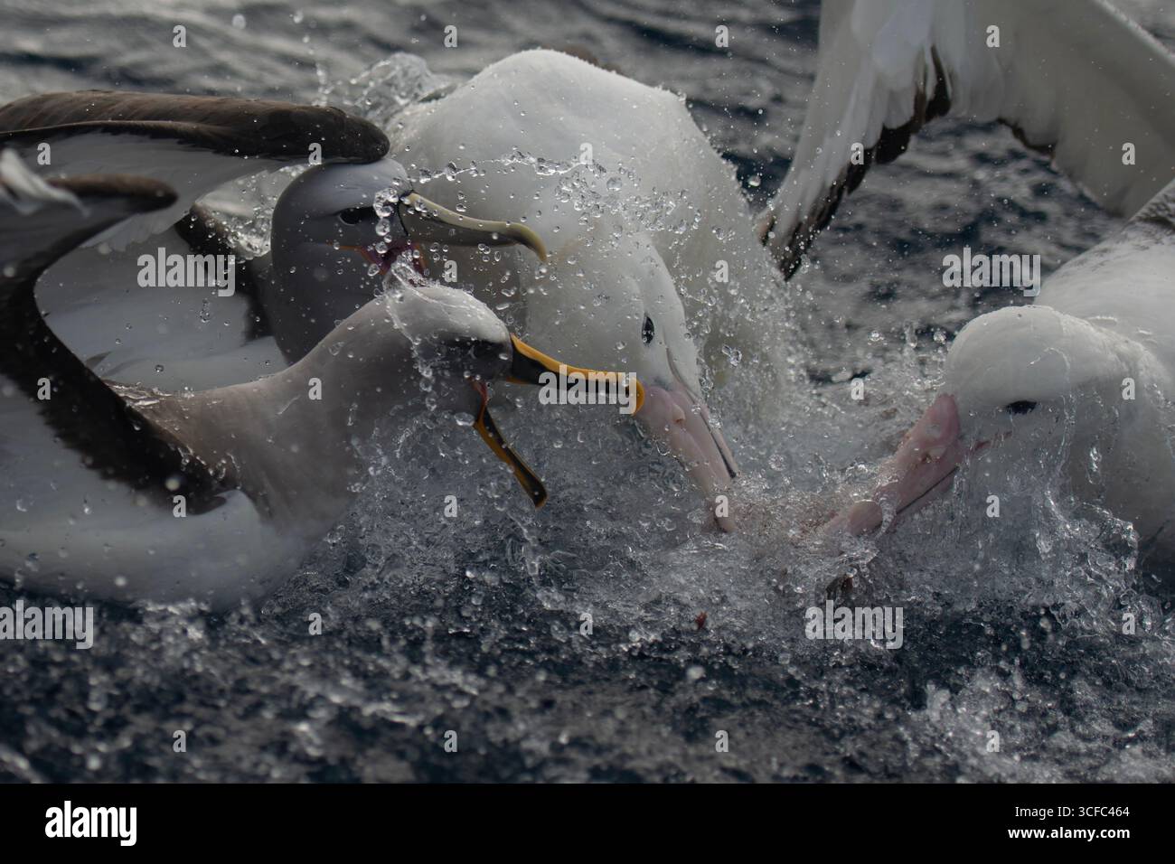 Southern Royal Albatrosses, Diomedea epomophora, fighting over fish ...