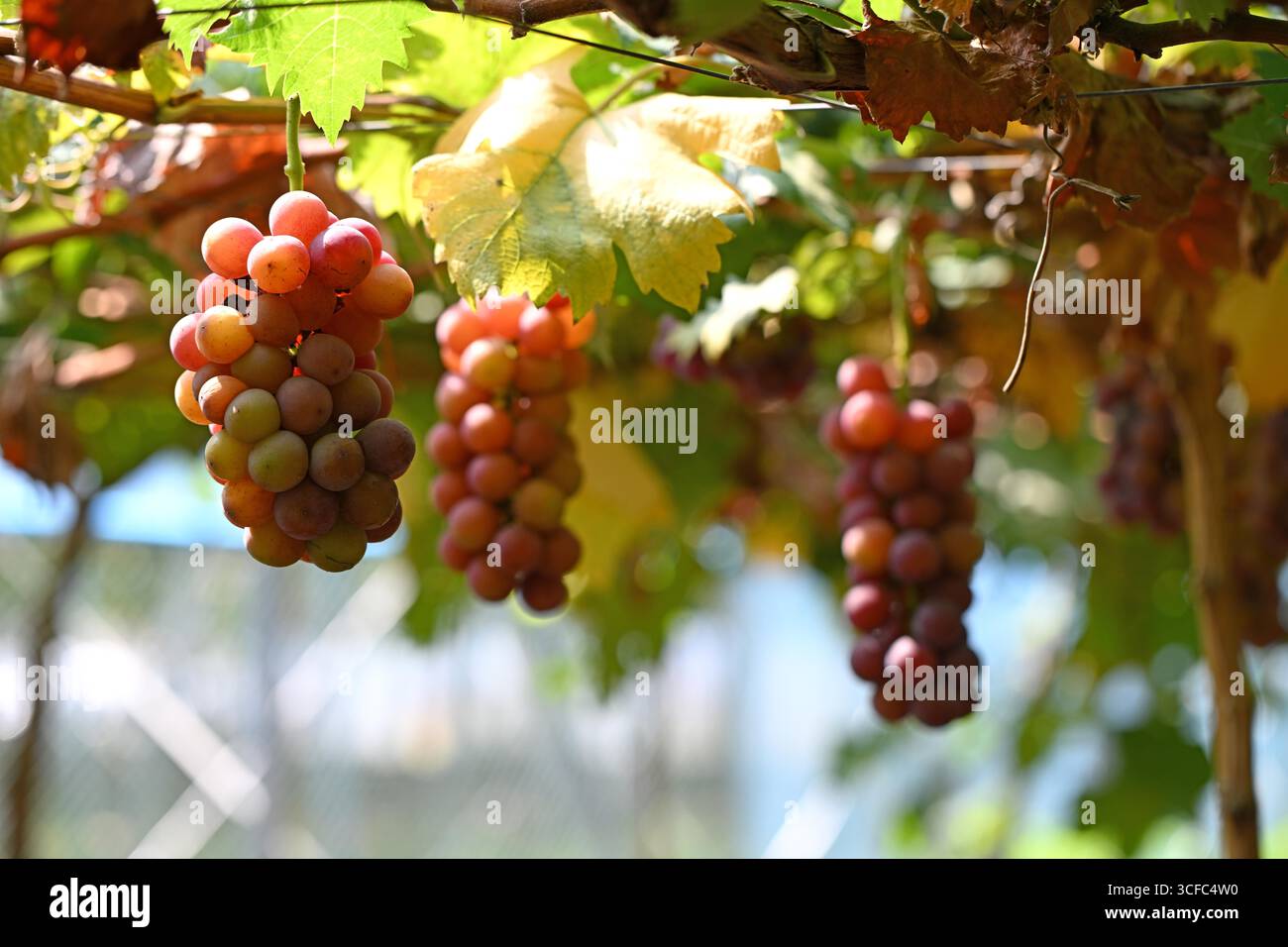 Grapes are ripe at a garden in Fuzhou City, east China's Jiangxi ...