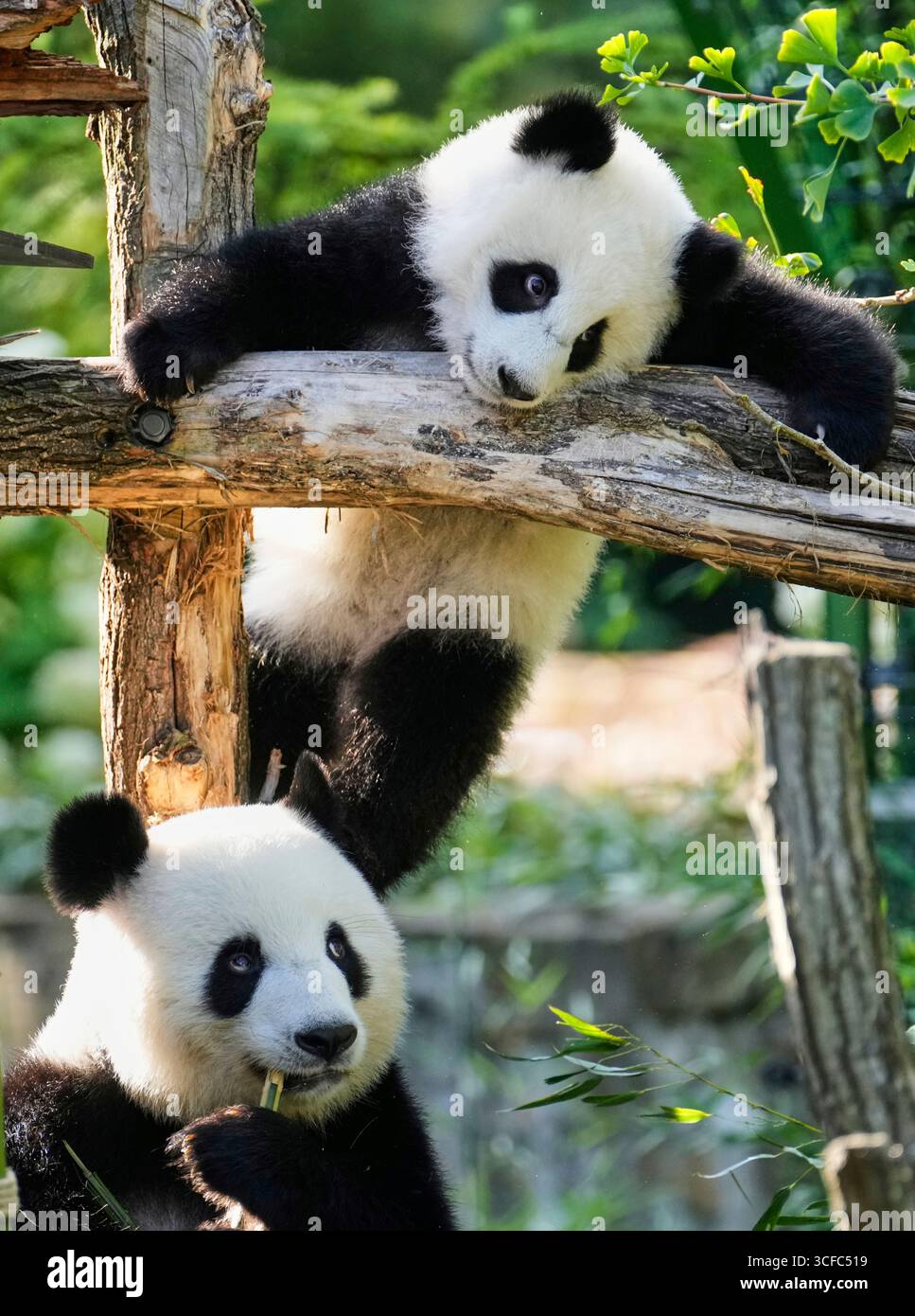 The twin Panda cubs Leni and Lotti play at the Panda Garden during ...