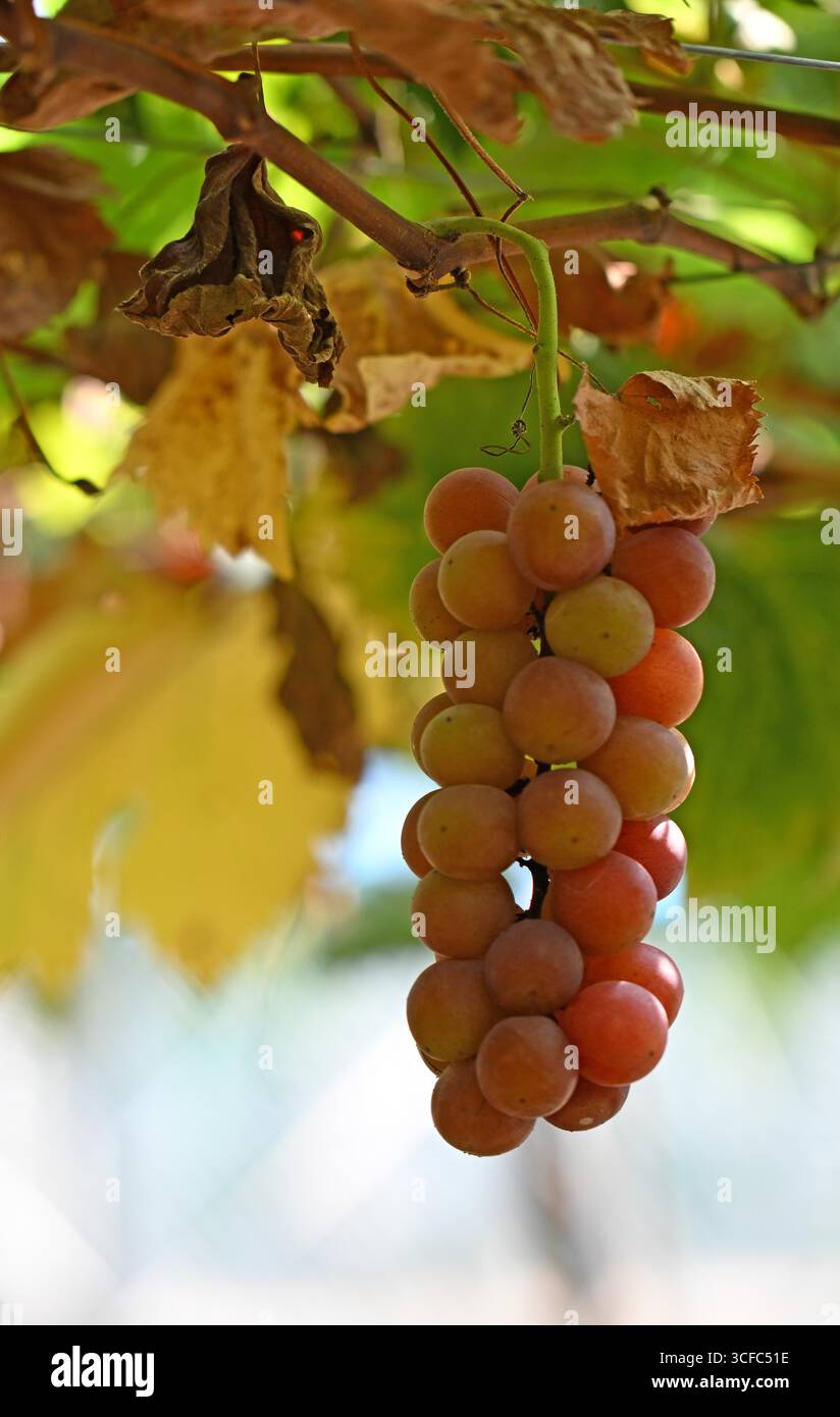 Grapes are ripe at a garden in Fuzhou City, east China's Jiangxi ...
