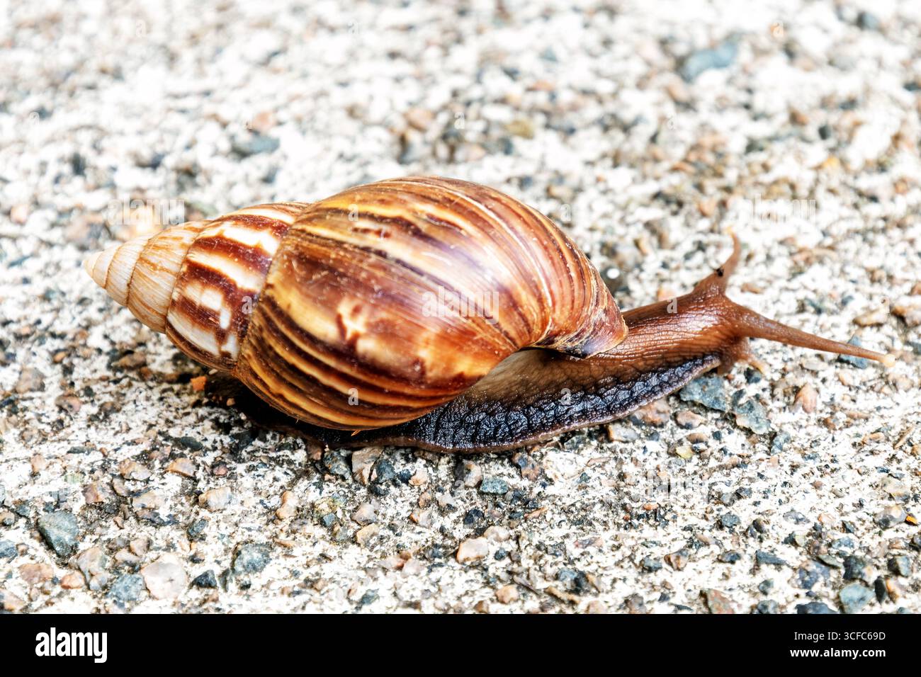 Detailed view of a large Giant African land snail making its way across ...