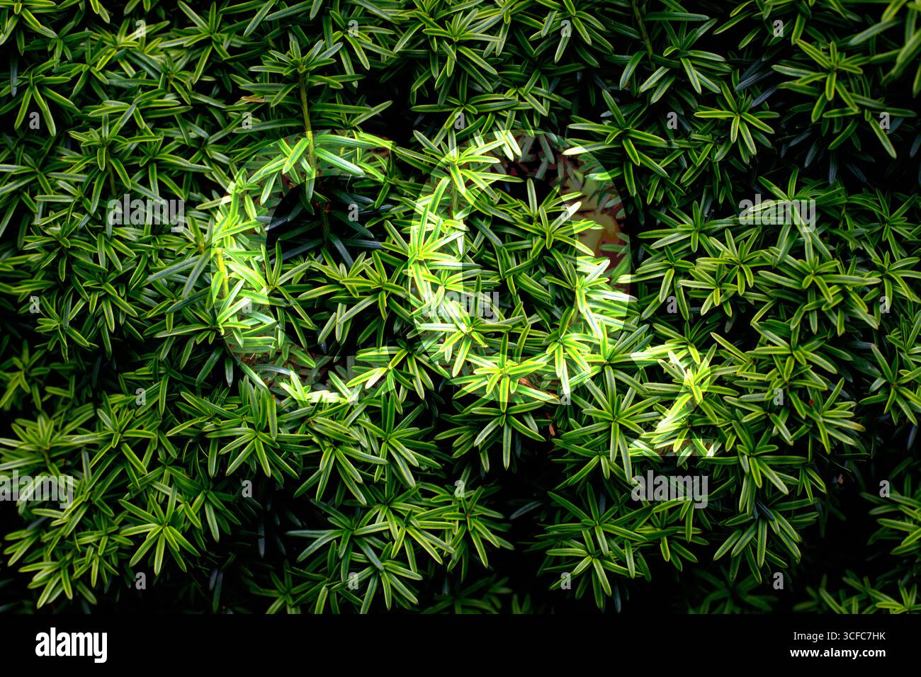 CO2 Carbon dioxide written on greenery foliage background Stock Photo ...