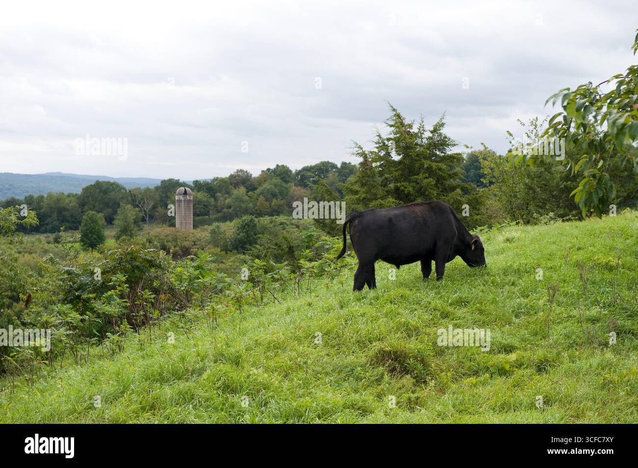 Free-Range Black Angus at the Grazin' Angus Farm in Upstate New York ...