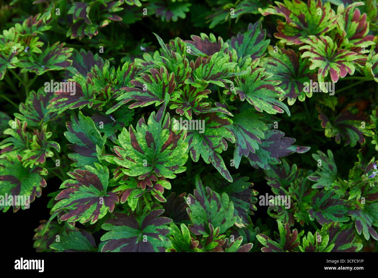 Lush coleus leaves vibrant hi-res stock photography and images - Alamy