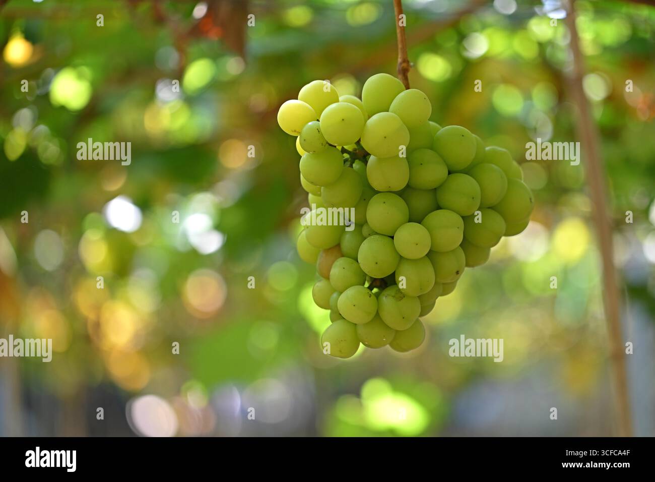 Grapes are ripe at a garden in Fuzhou City, east China's Jiangxi ...