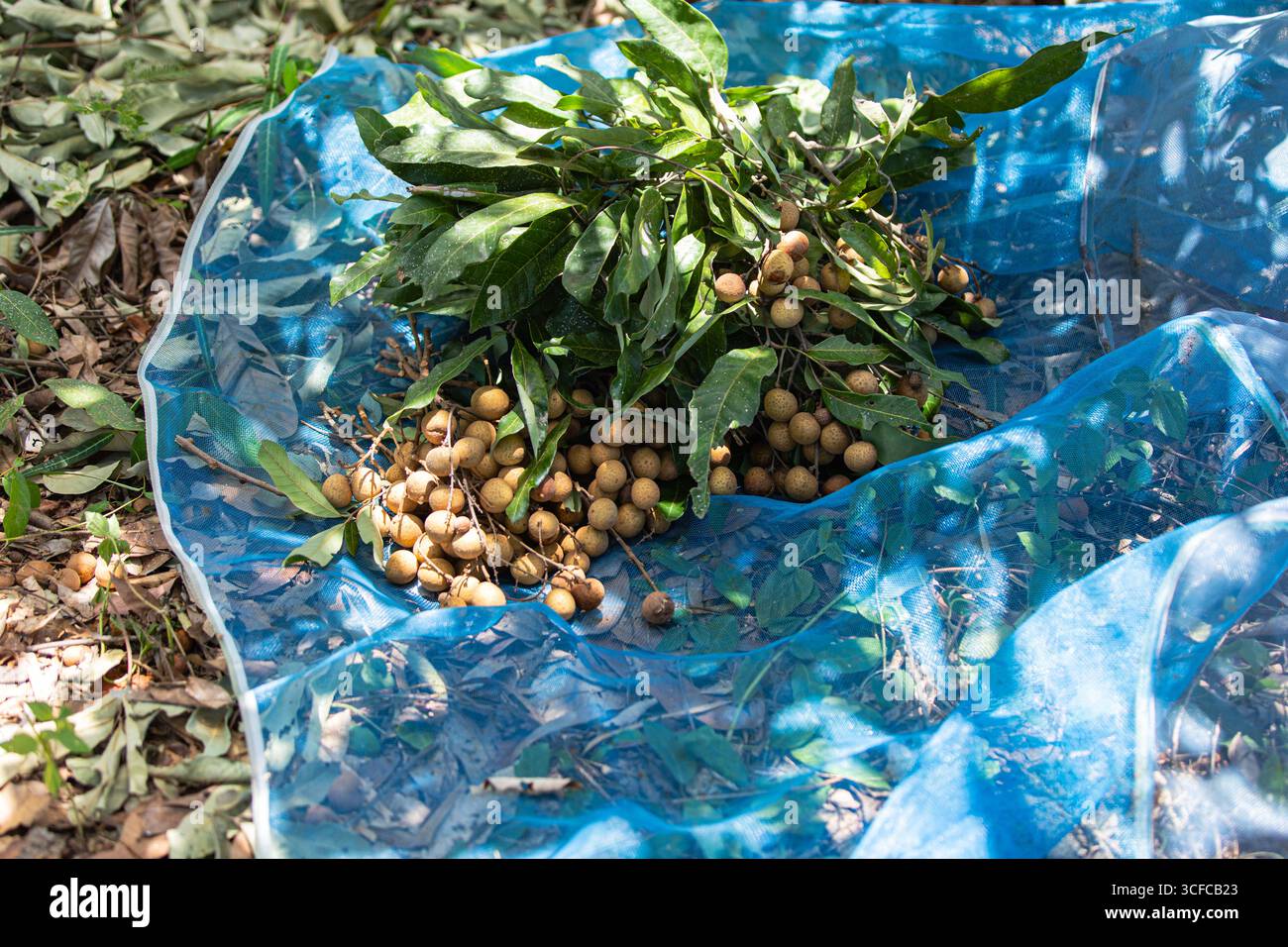 Longan fruit cluster on tree hi-res stock photography and images - Alamy