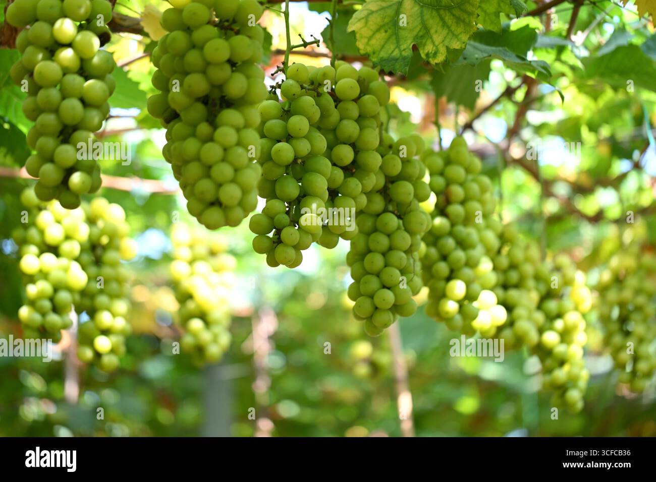 Grapes are ripe at a garden in Fuzhou City, east China's Jiangxi ...