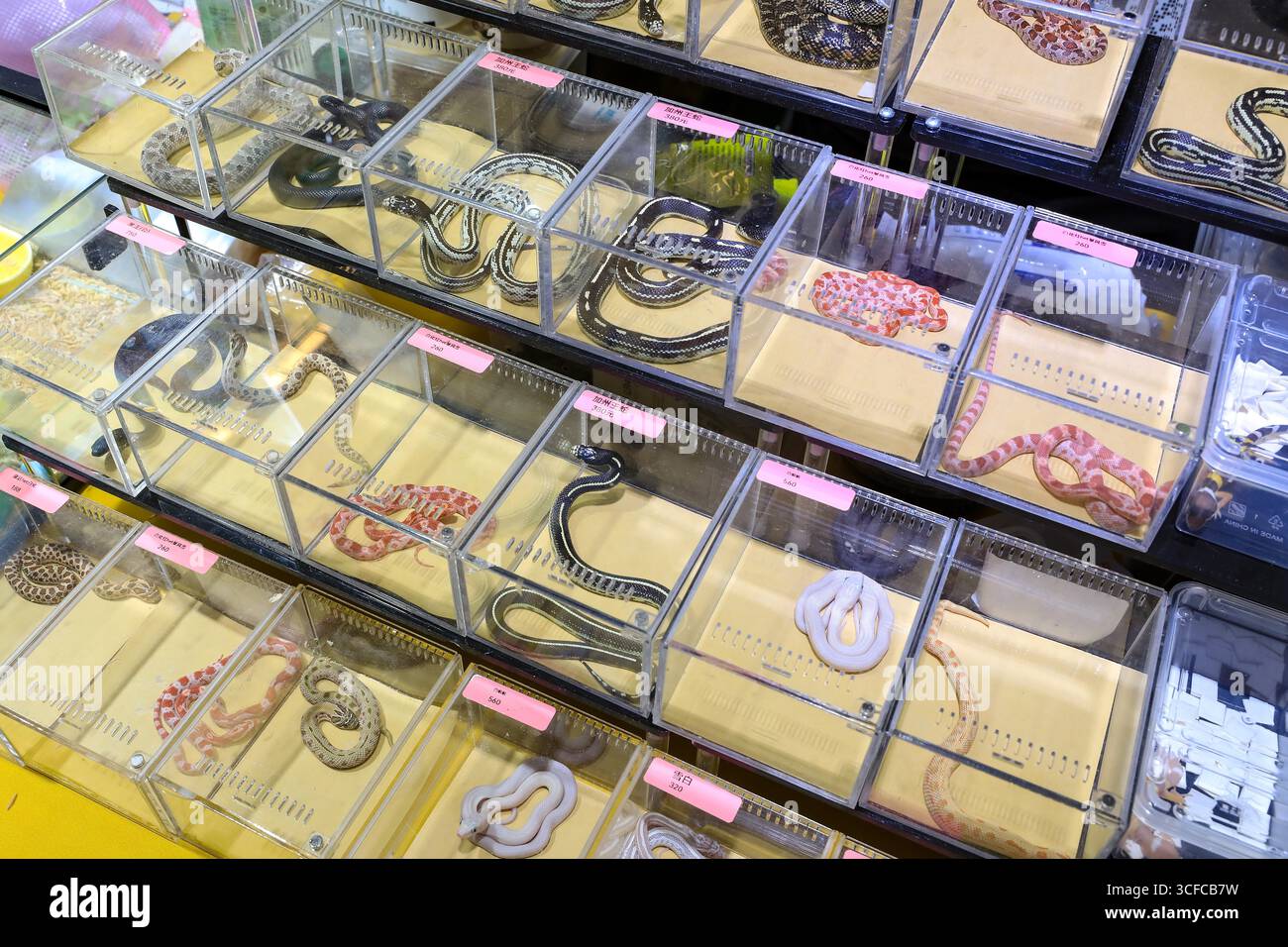 The 27th Asia Pet Fair kicks off in Shanghai, China, 20 August, 2025. (Photo by Imaginechina ...