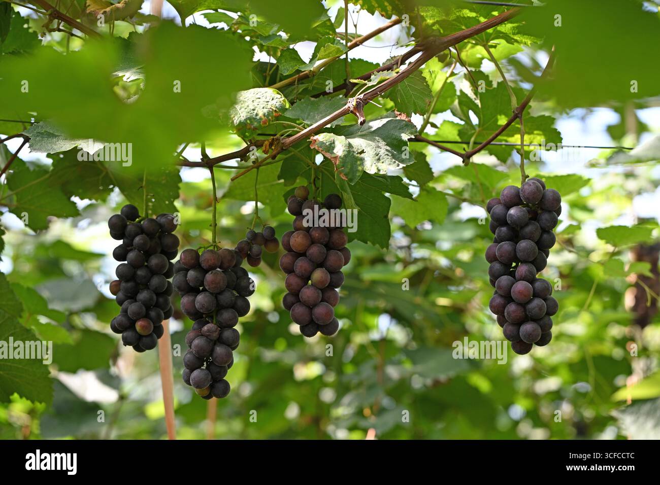 Grapes are ripe at a garden in Fuzhou City, east China's Jiangxi ...
