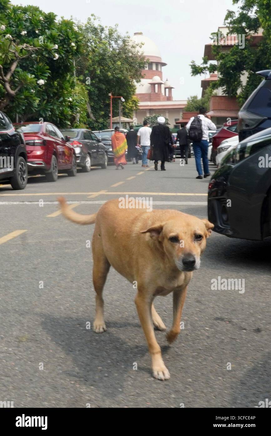 A stray dog roams in the outer compound of the Supreme Court of India, in New Delhi, India ...