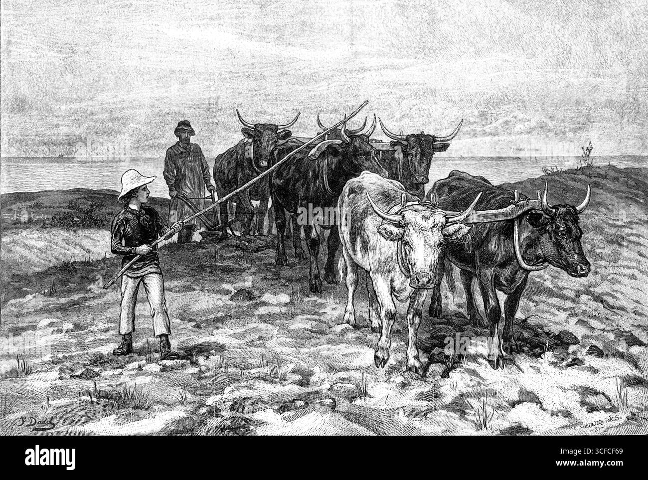Man ploughing field behind Black and White Stock Photos & Images - Alamy
