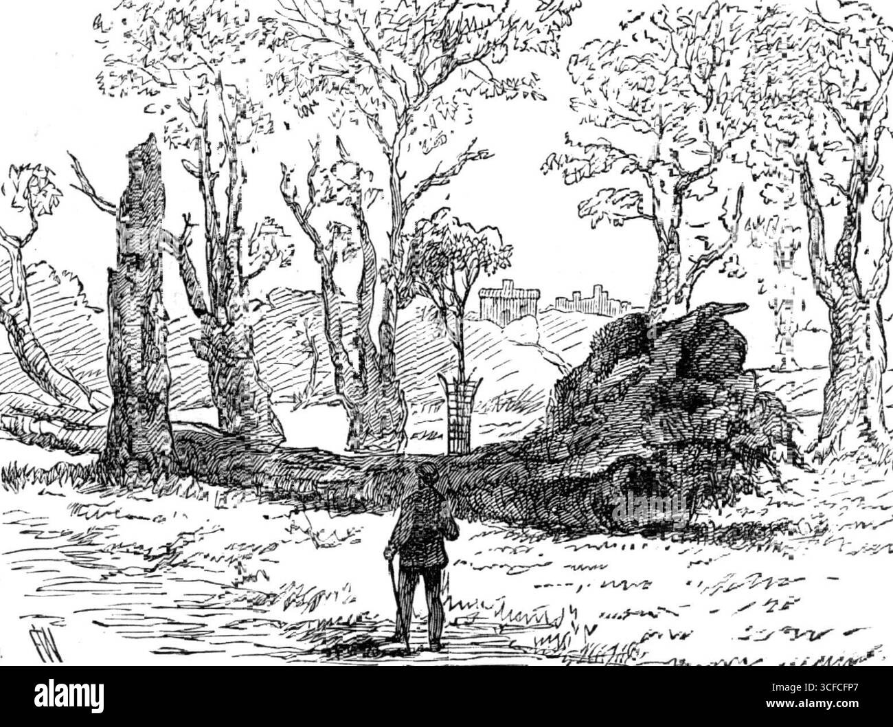 Seldom tree Black and White Stock Photos & Images - Alamy