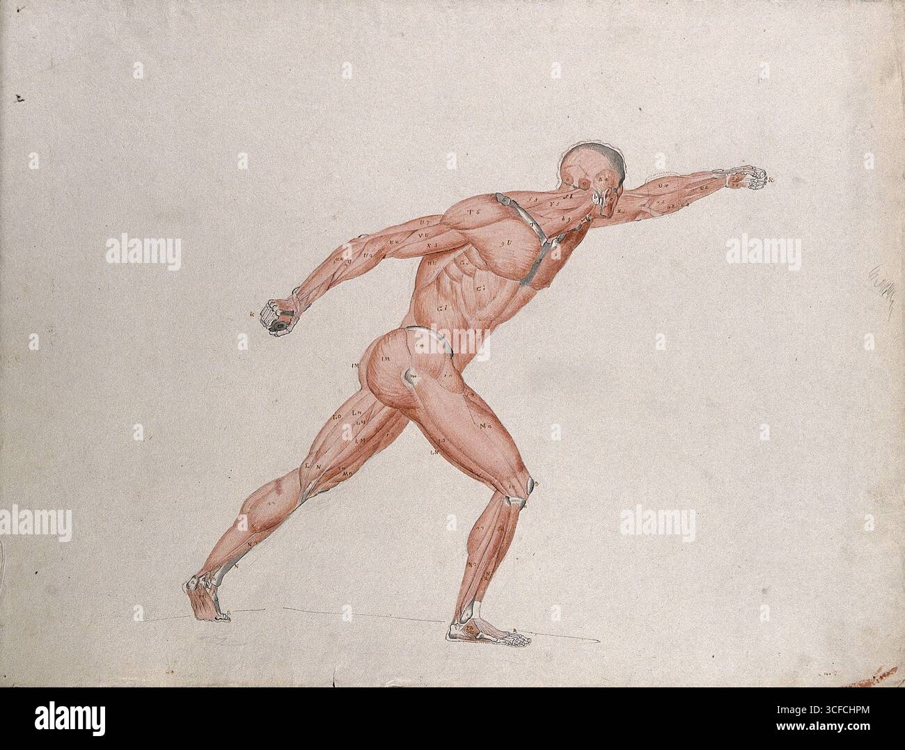 Skeletal and myologic structure of the 'Borghese Gladiator' statue: the ...