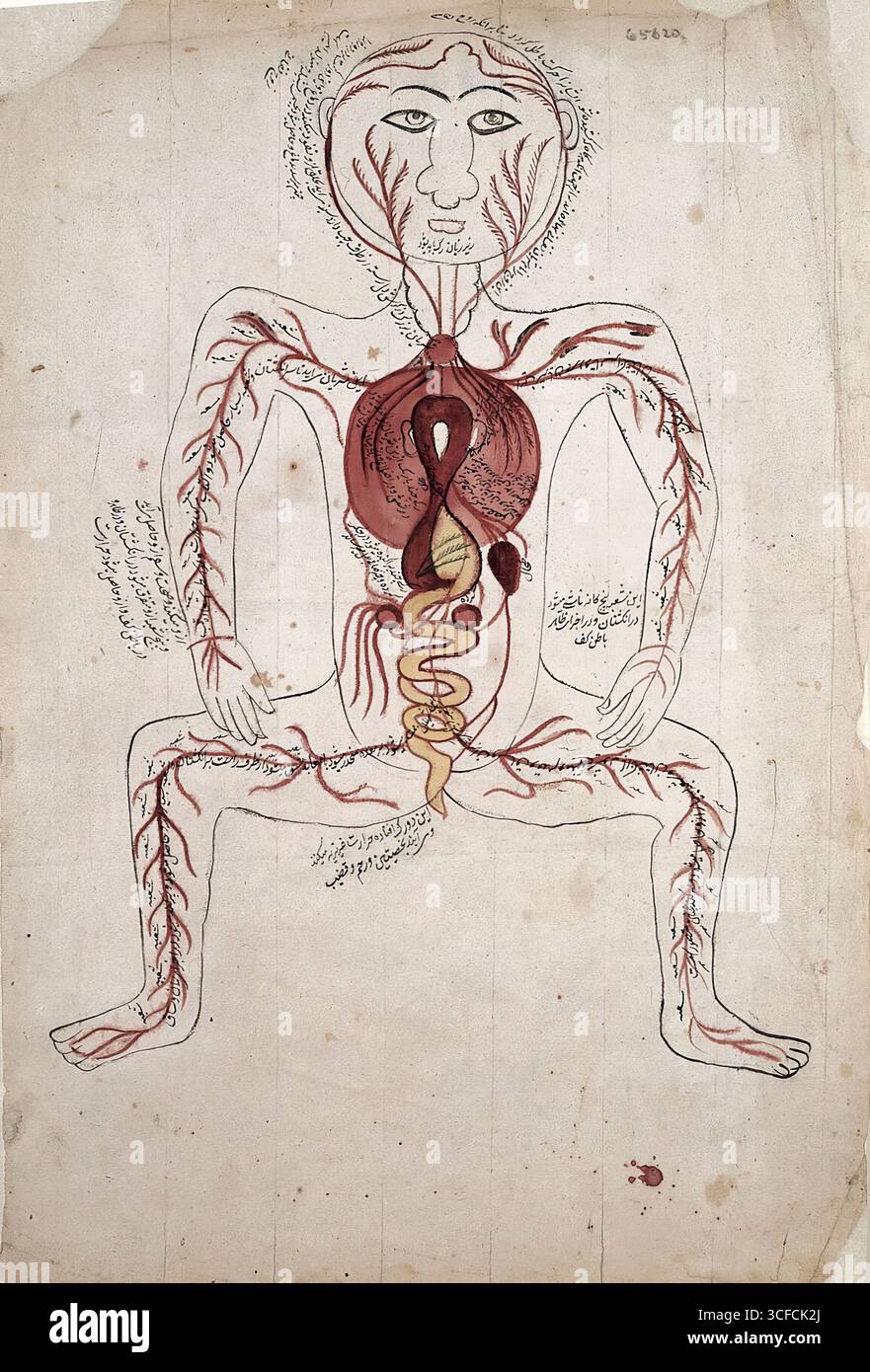 Human body arteries medieval hi-res stock photography and images - Alamy
