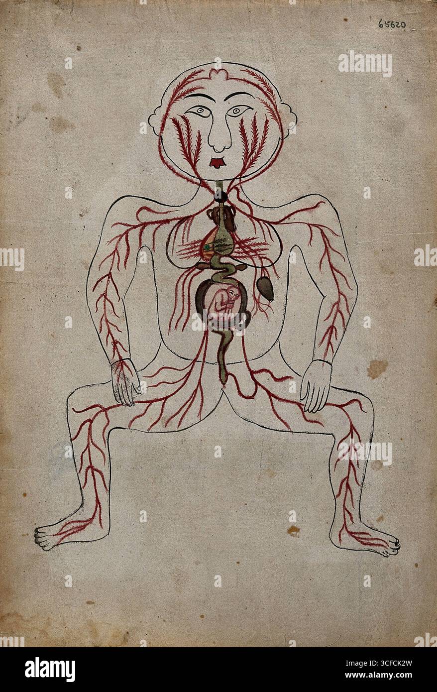 Female anatomy diagram historical hi-res stock photography and images ...