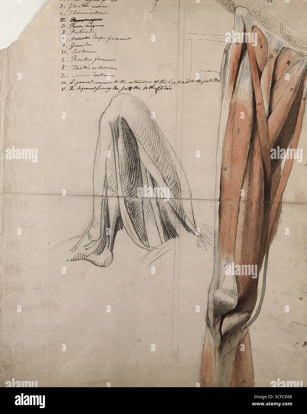 The muscles and tendons of the leg: two figures, including a black ...
