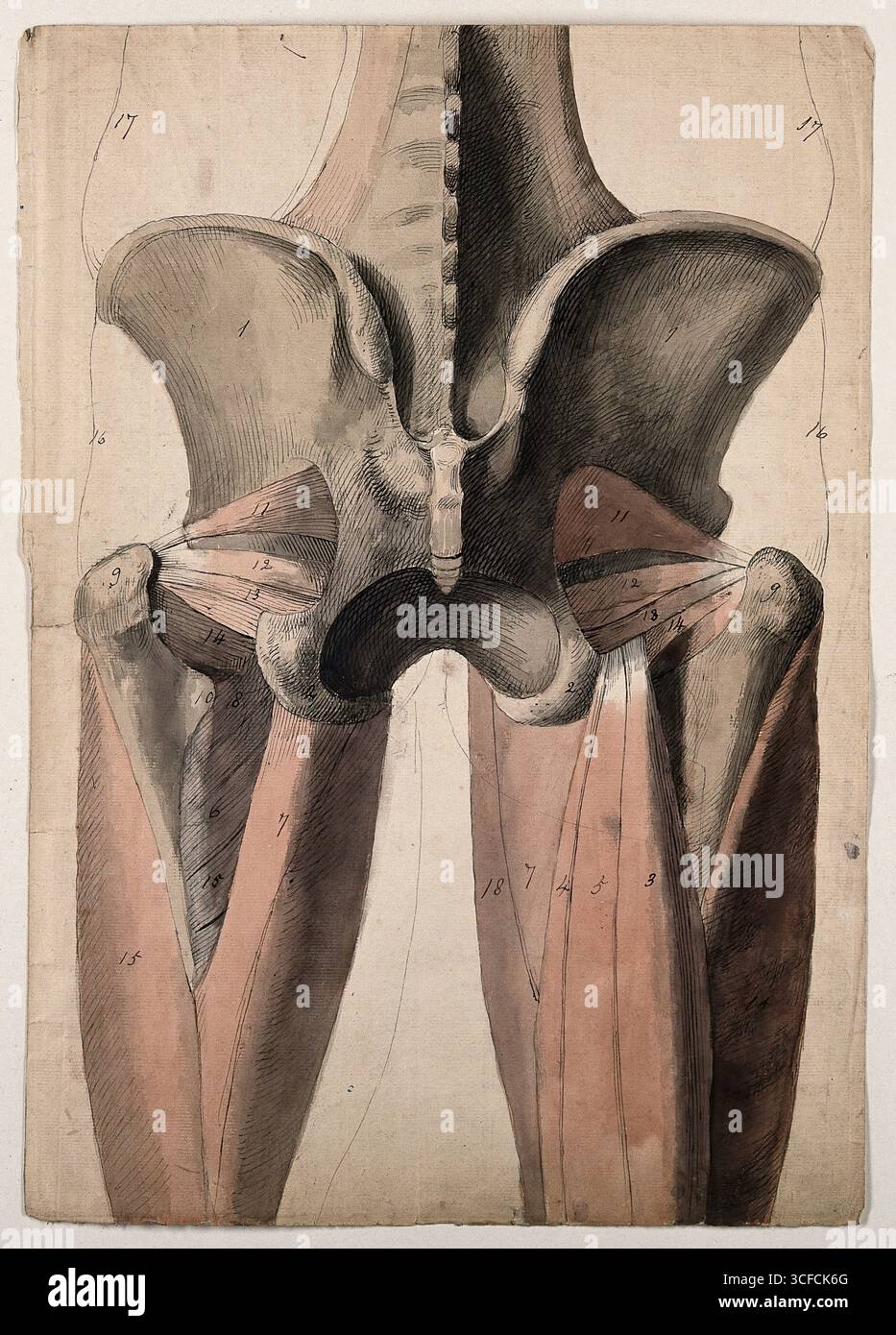 The muscles and bones of the pelvis and thighs, 1815 Stock Photo - Alamy