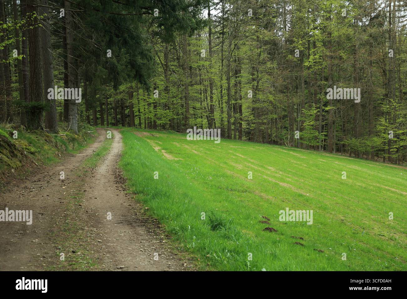 Forest edge meadow pathway integrating woodland and open grassland ...