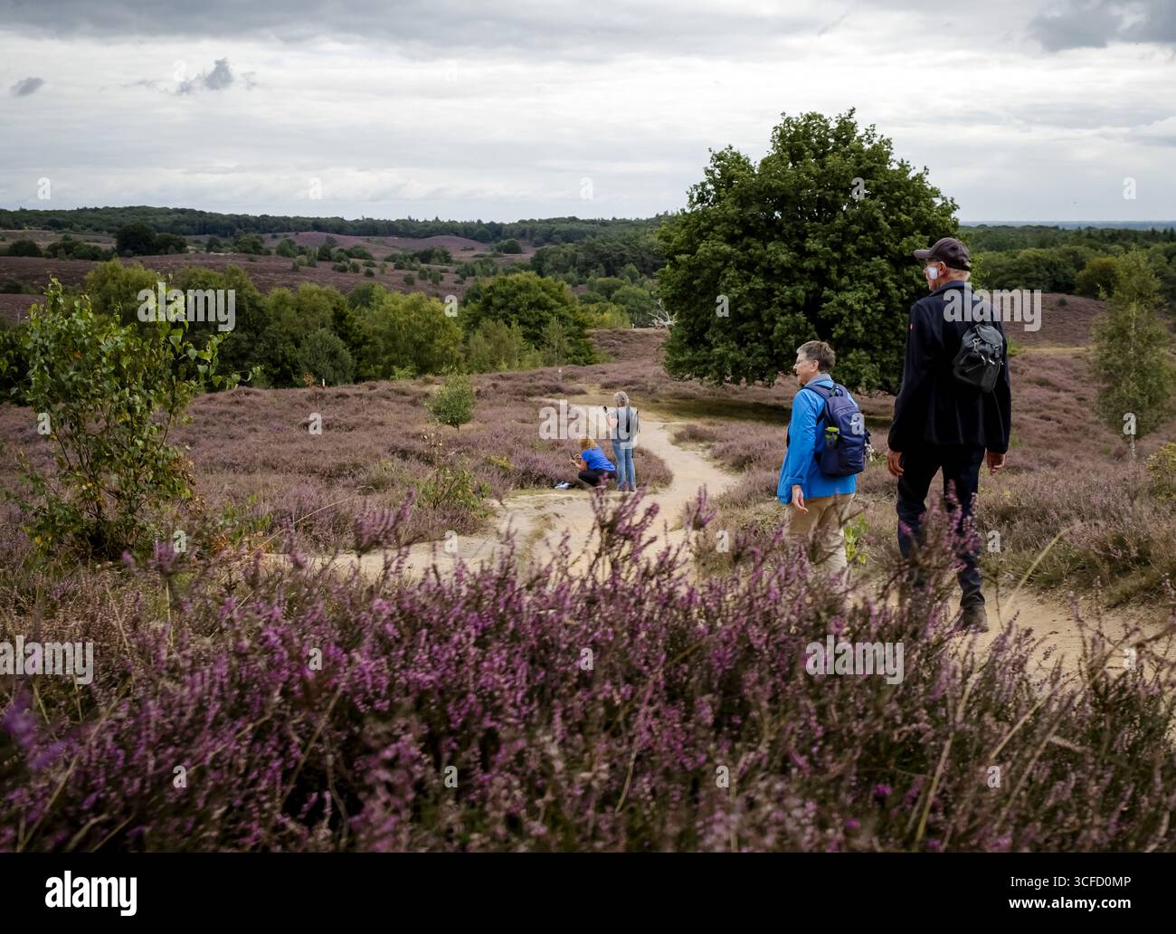 RHEDEN - The famous heather hills in the Posbank nature reserve are in ...