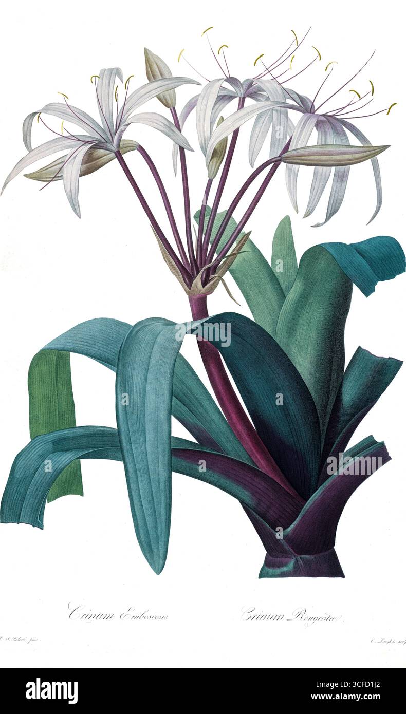 Redoute flowers Cut Out Stock Images & Pictures - Alamy