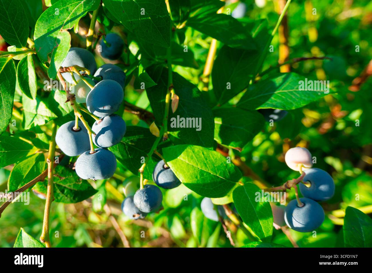 Blueberry plantation field on hi-res stock photography and images - Alamy