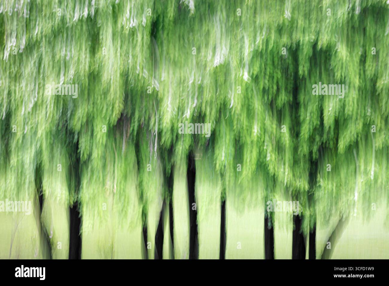 Blurred green trees with a vertical motion effect creating an abstract ...