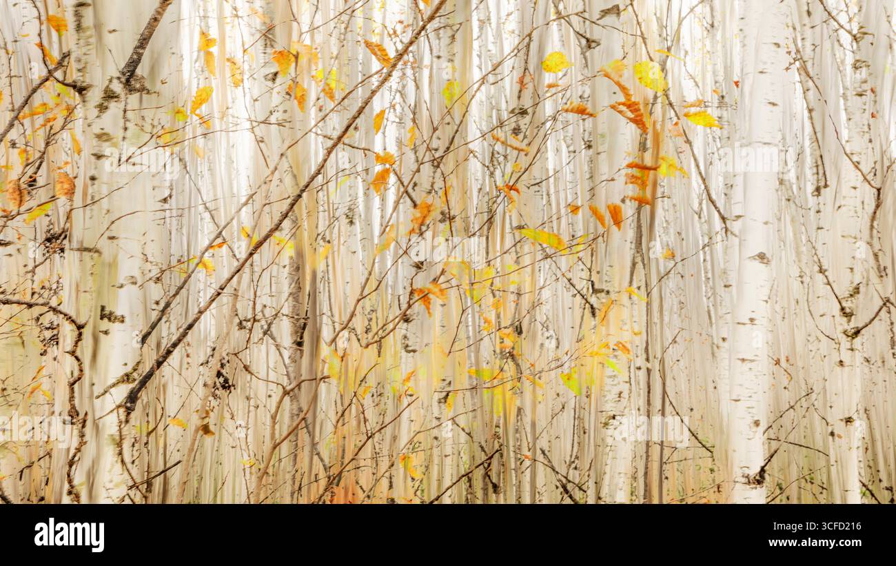 Trunks fall birch trees among hi-res stock photography and images - Alamy