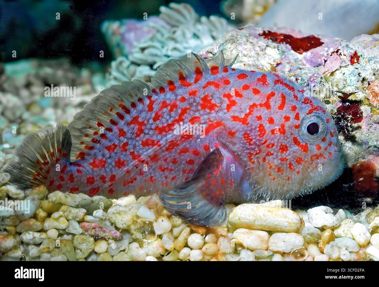 Spotted croucher hi-res stock photography and images - Alamy