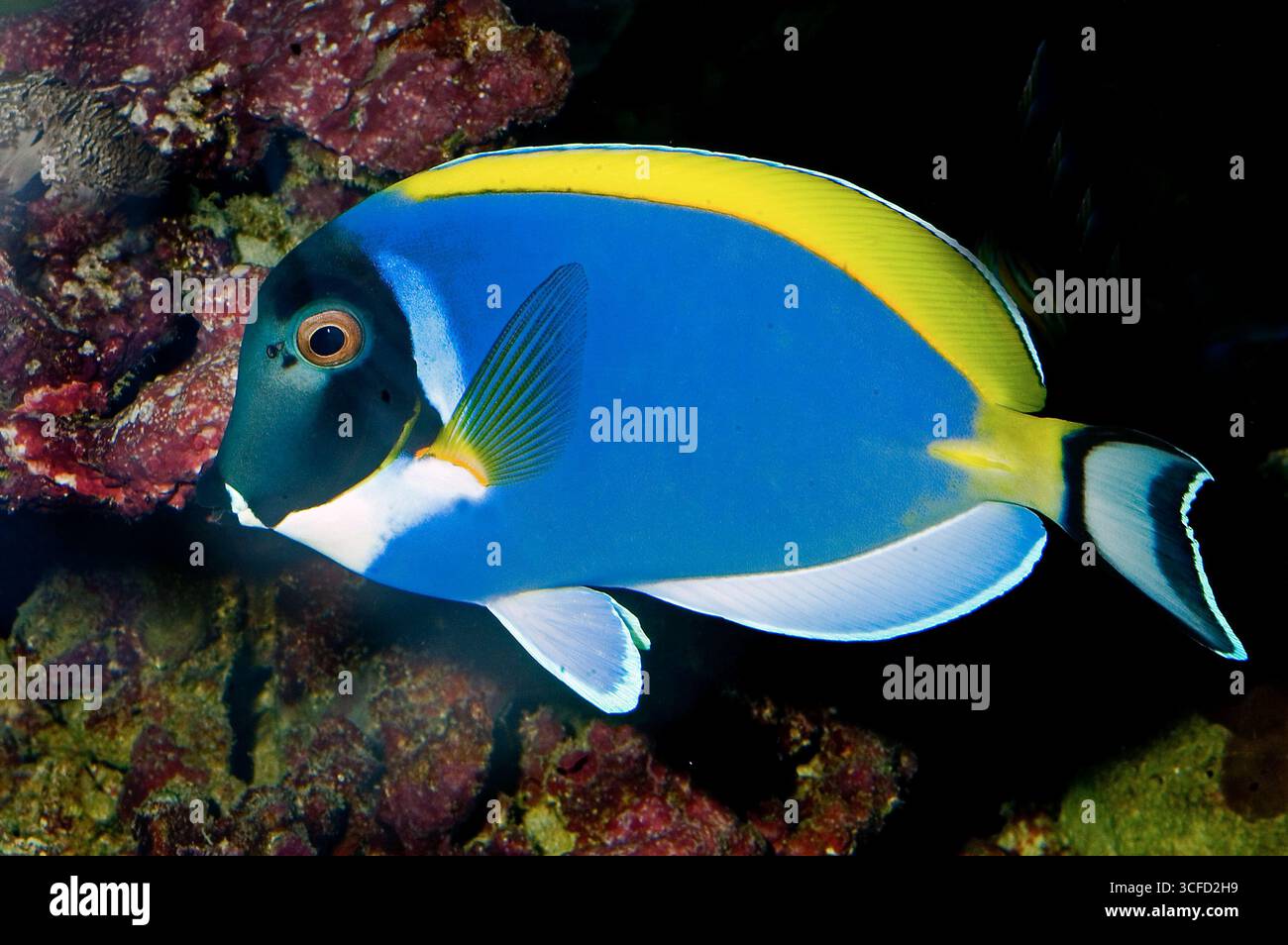 Powderblue surgeon fish hi-res stock photography and images - Alamy