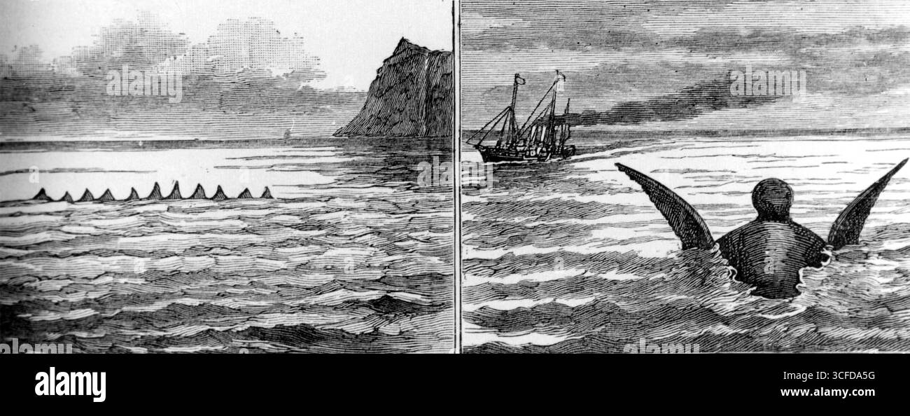 Sea monster - the sea serpent as seen form the Osborne in 1877 ...