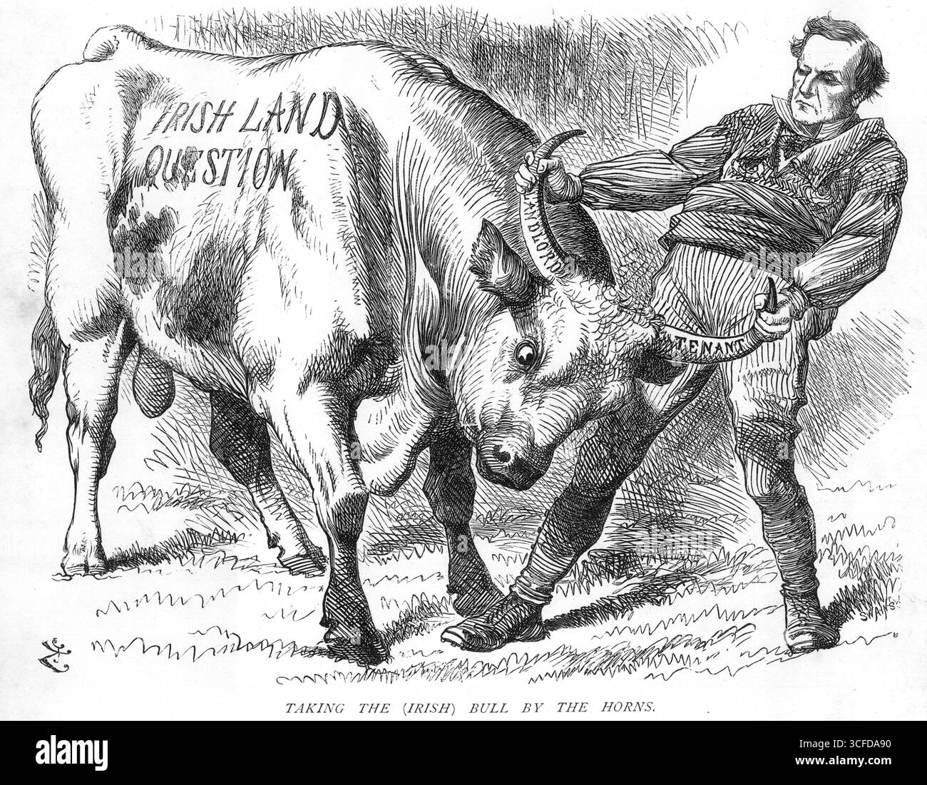 A bull without horns Black and White Stock Photos & Images - Alamy