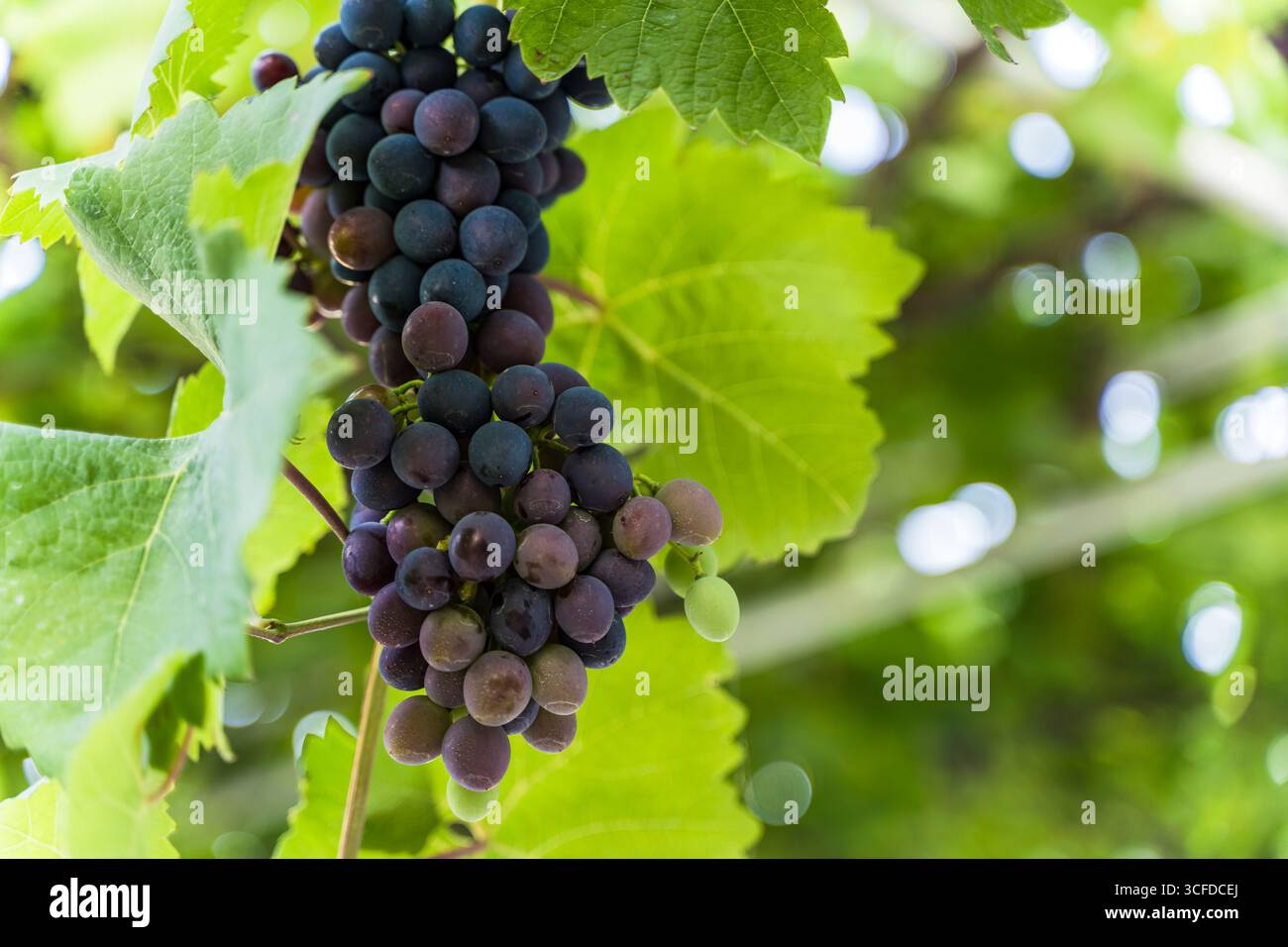 Close-up photo of a cluster of dark red grapes growing on a vineyard ...