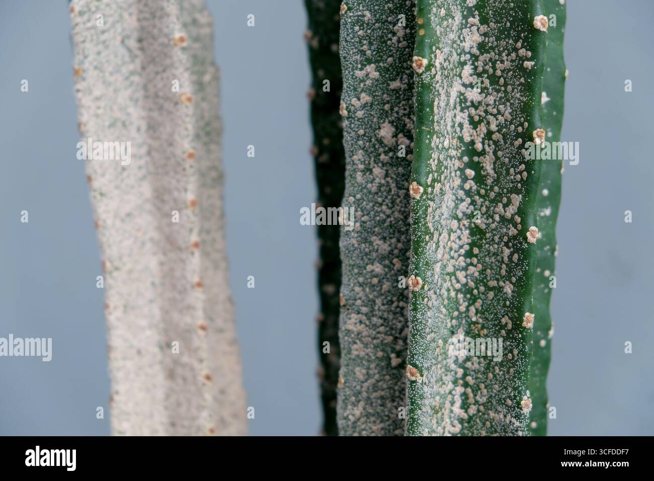 Kutu sisik hi-res stock photography and images - Alamy