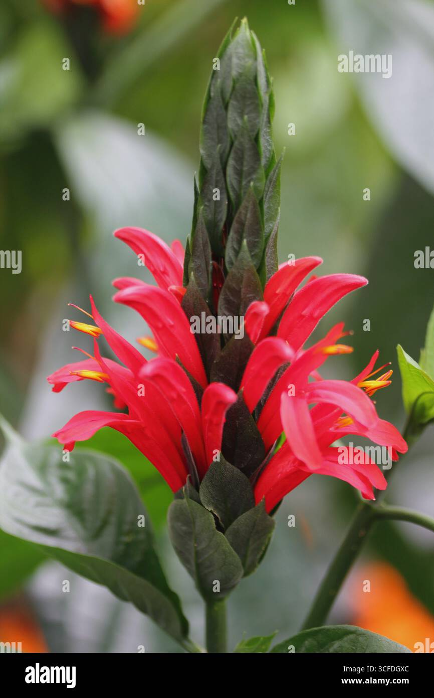 Pachystachys coccinea, the Cardinals guard, is a perennial evergreen ...