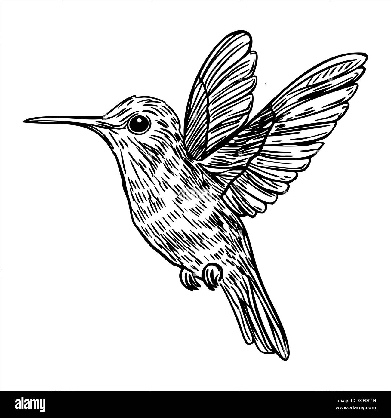 Detailed pollinator Black and White Stock Photos & Images - Alamy