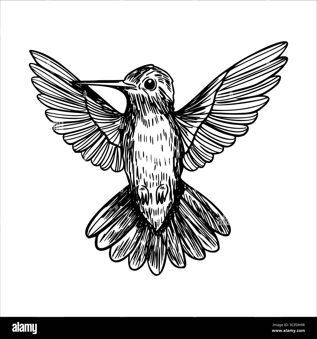 Showcasing feathers Black and White Stock Photos & Images - Alamy