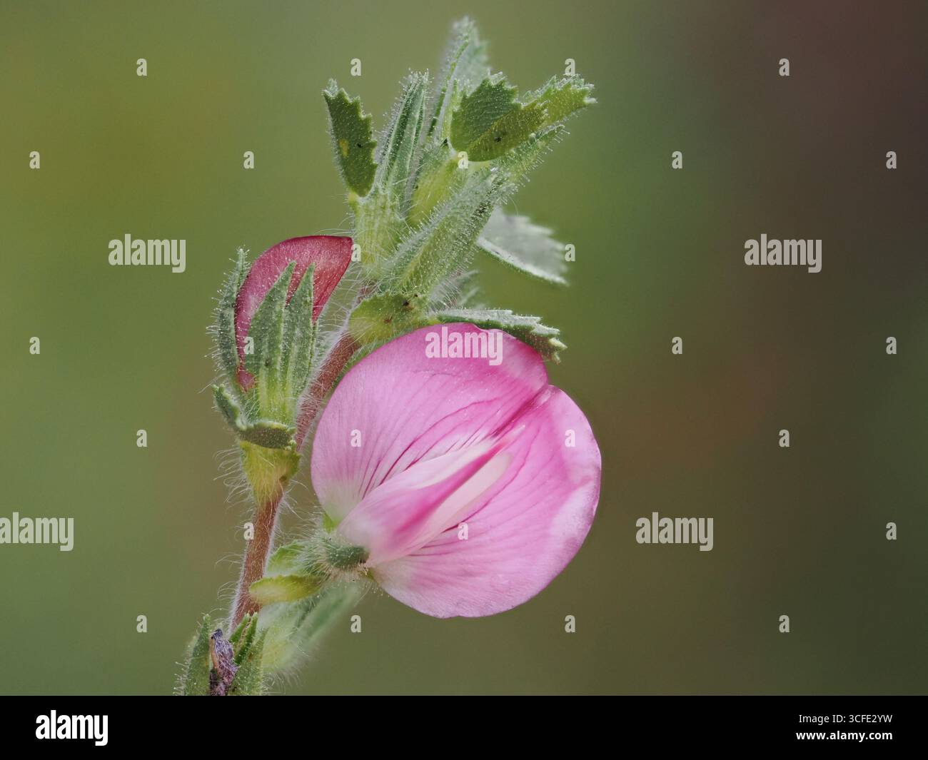 Common Restharrow Ononis repens creeping plant with clusters of small ...