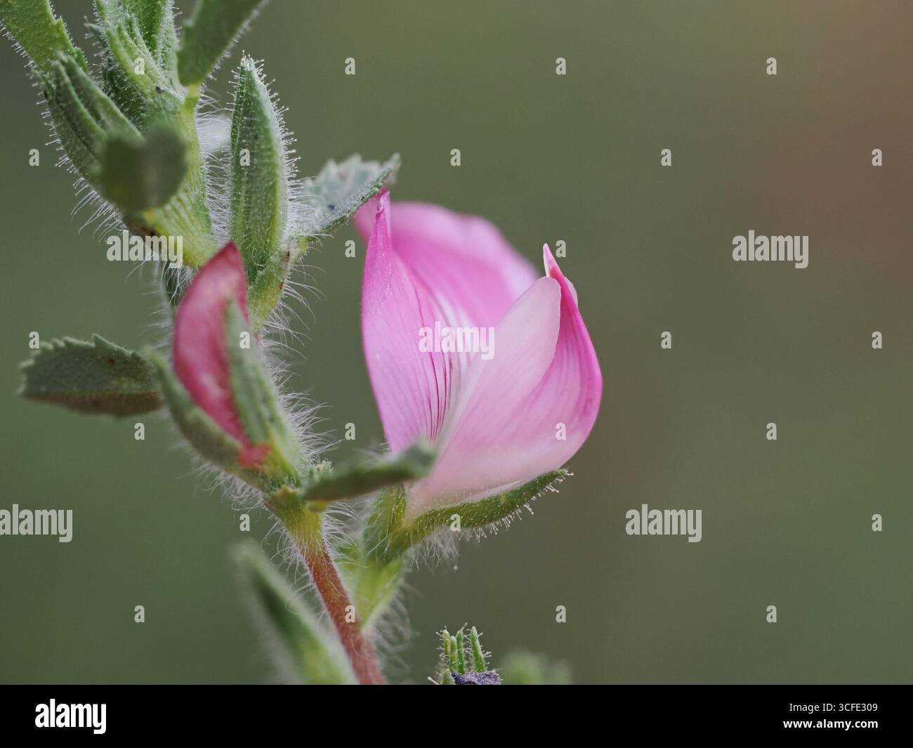 Common Restharrow Ononis repens creeping plant with clusters of small ...