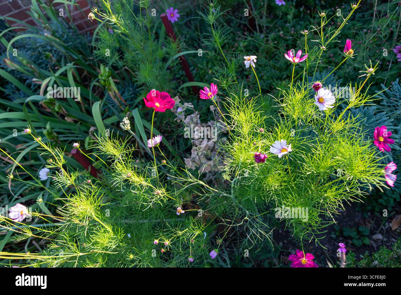 Summer Flowers in Waterlow Park Highgate London UK Stock Photo - Alamy