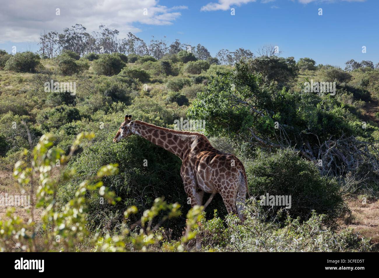 giraffe stretches its neck to eat from a bush. South Africa Stock Photo ...