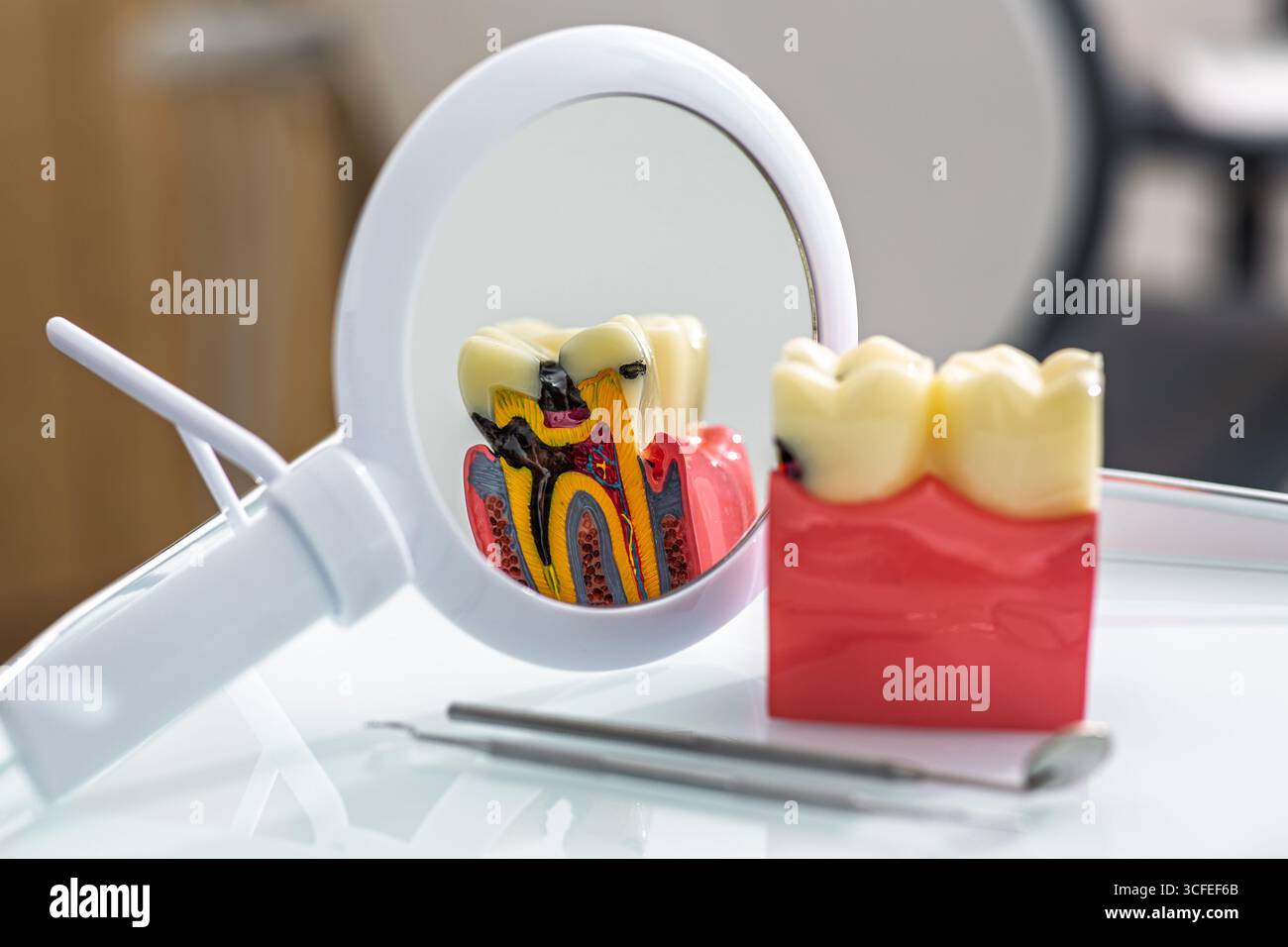 Dental anatomy model illustrating hi-res stock photography and images ...