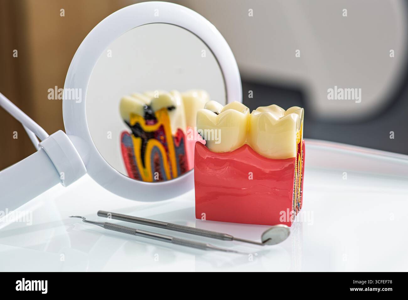 Tooth anatomy model cavities hi-res stock photography and images - Alamy