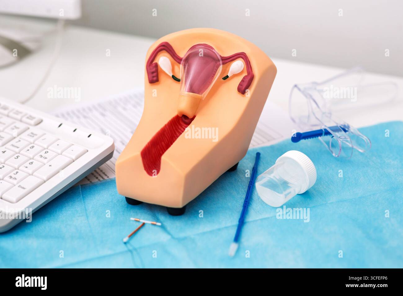 Female reproductive system hi-res stock photography and images - Alamy