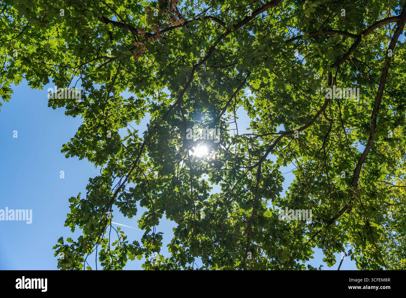 Sunlight shines through treetop branches hi-res stock photography and ...