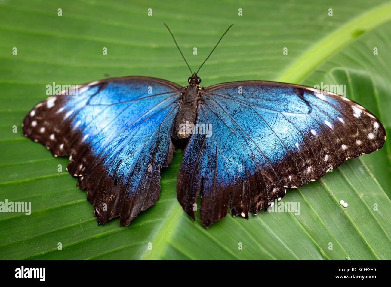 Wonderful butterfly Morpho peleides living in the rainforest. Living ...